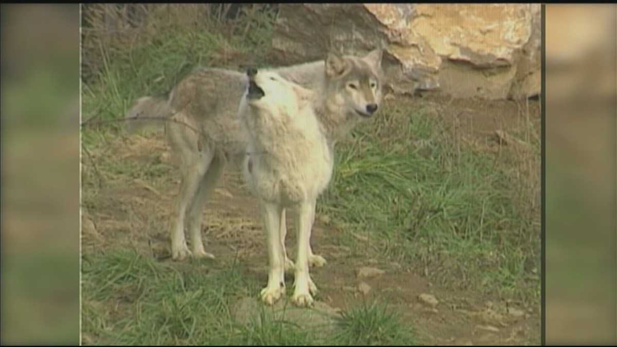 Wild Moments: What's the fiercest animal in the Susquehanna Valley?
