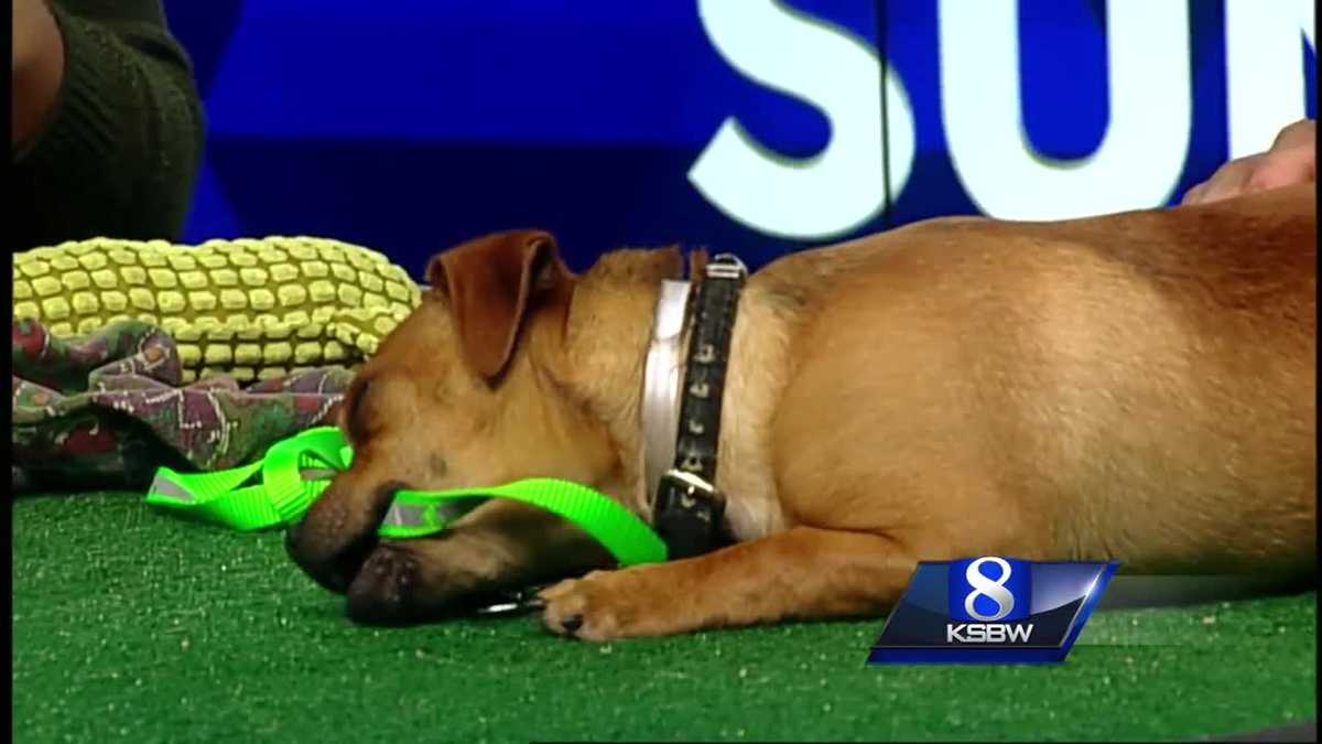 Pet of the Weekend: Simba the Dog
