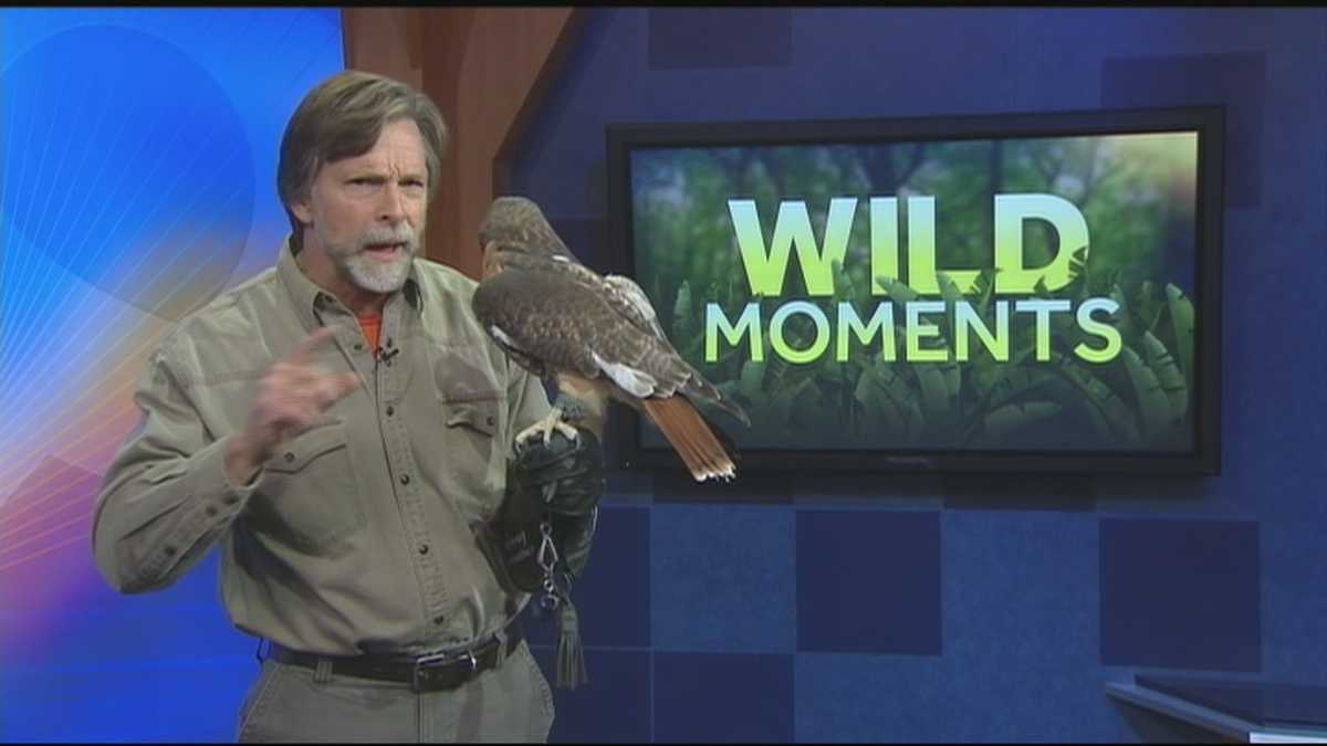Wild Moments: Are red-tailed hawks dangerous?