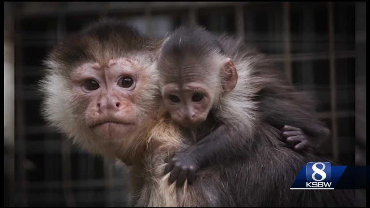 Animal Stories with Dan Green: a monkey piggy back ride