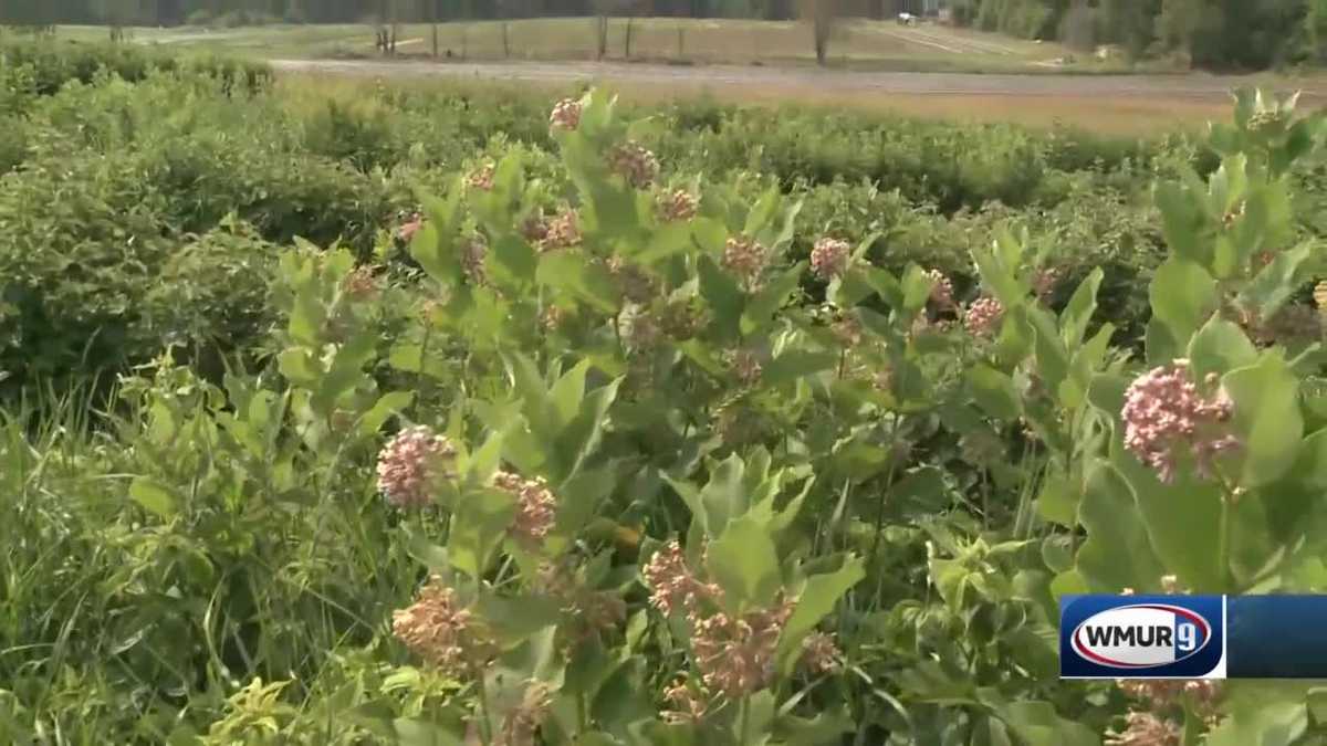 Grow it Green: Natural Resources Stewards program