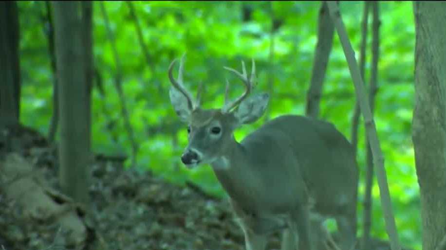 Sunday hunting proposal advances in Pennsylvania