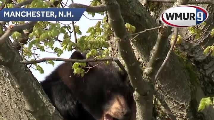 Bear falls from tree after being tranquilized
