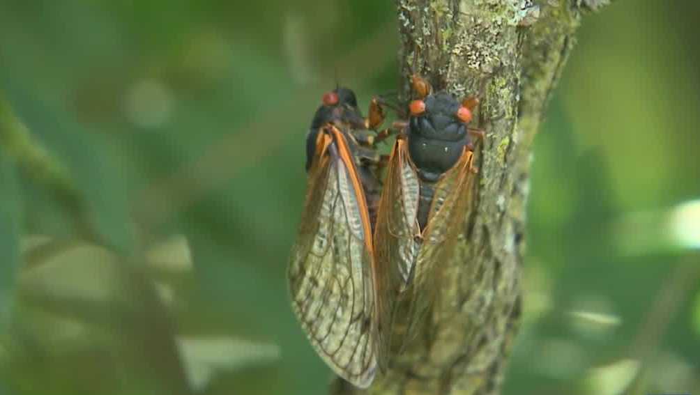 Wisconsin DNR issues warning for 'harvesting' cicadas