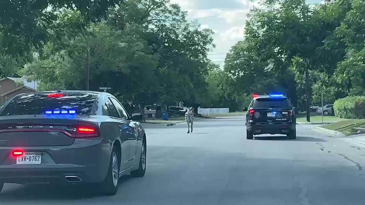 WATCH: Police in Texas chase runaway zebra