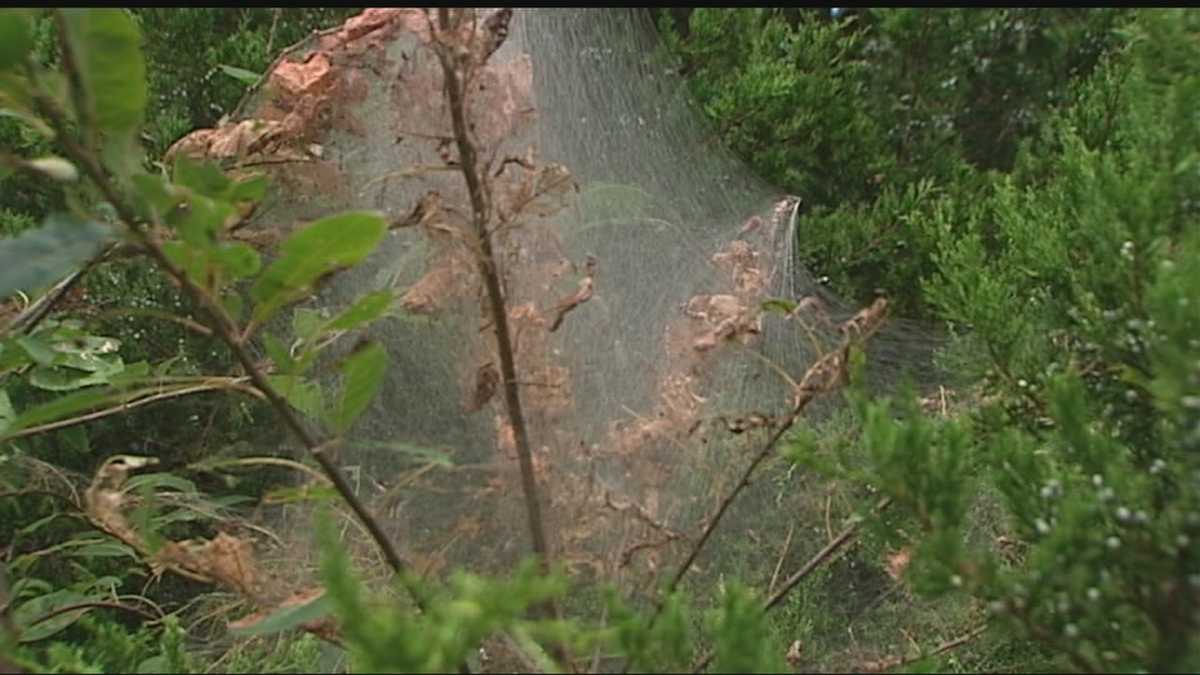 Web worms showing up around Oklahoma