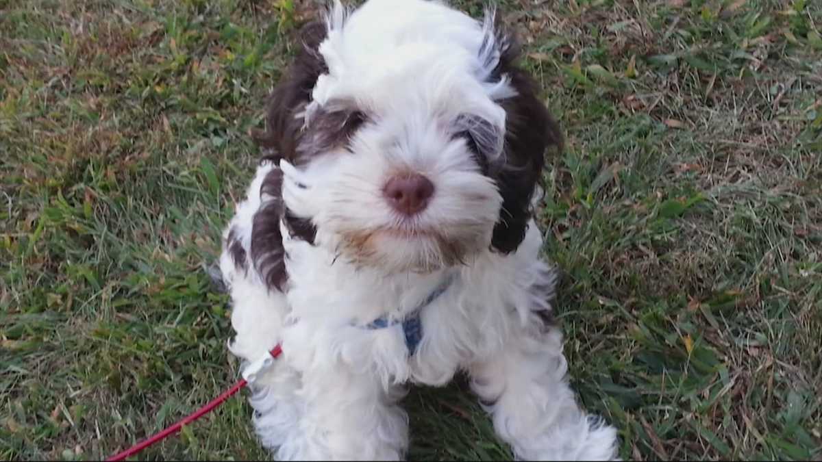 Massachusetts dog owner refuses to turn over animal after fatal attack