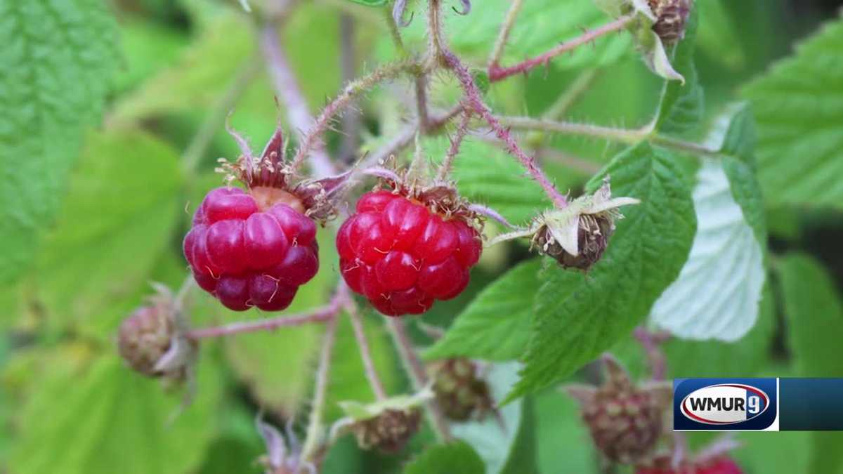 Grow it Green: Growing raspberries