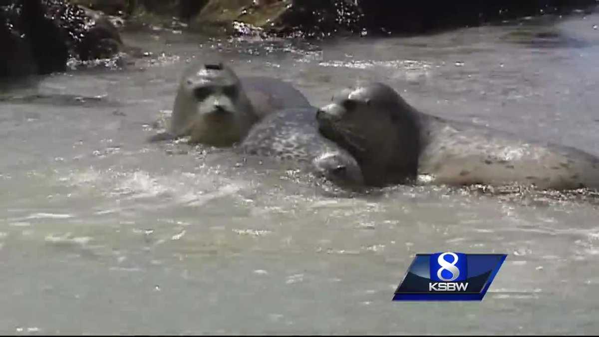 Rescued seal pup return to wild ocean in Pebble Beach