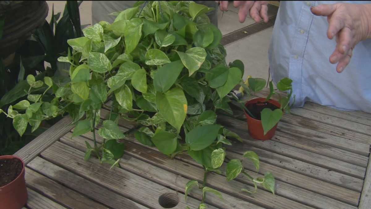 Sunday Gardener shows how to prune overgrown plants