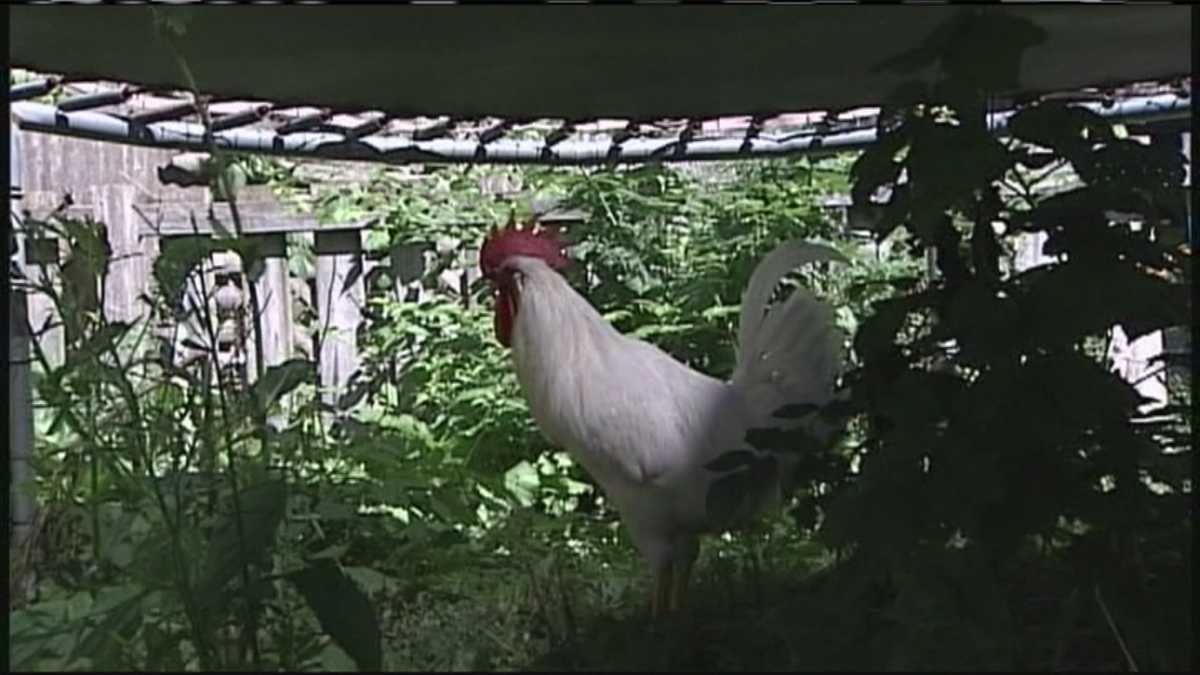 Elvis the rooster causes ruckus in Maine
