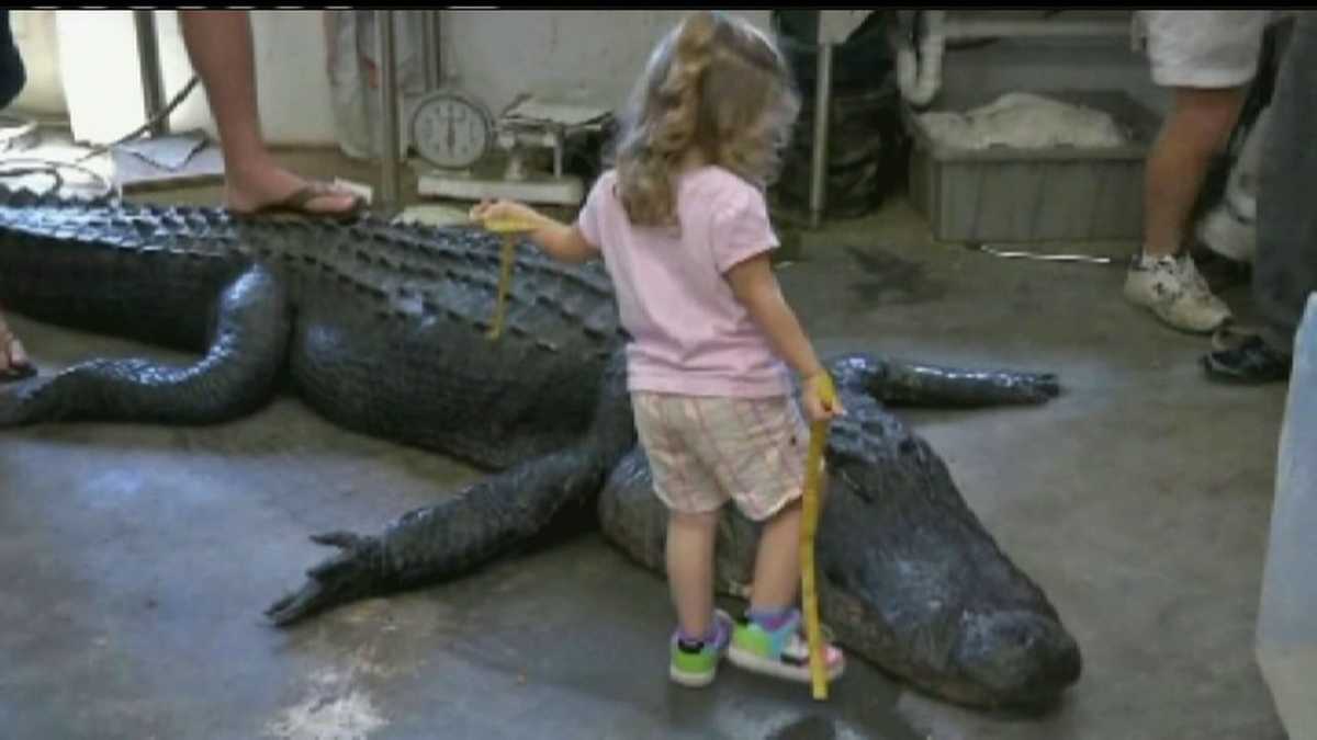13 foot alligator caught in Pensacola