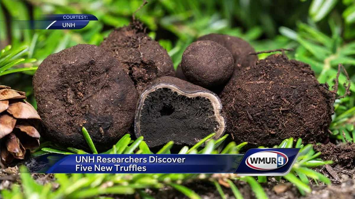 UNH researchers discover five new truffles