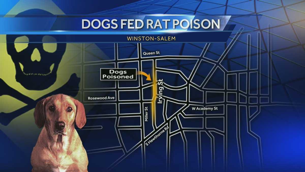 Dog Fed Rat Poison