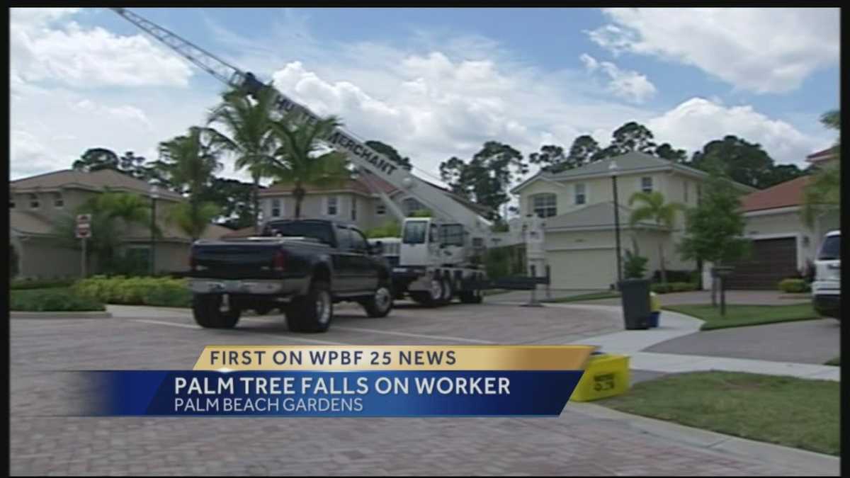 Landscaper suffers back injuries after palm tree falls from crane