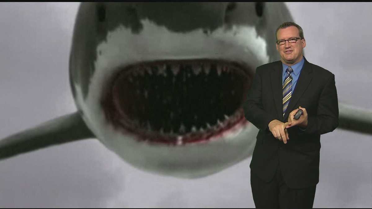 Look out, Brian! It's a shark!