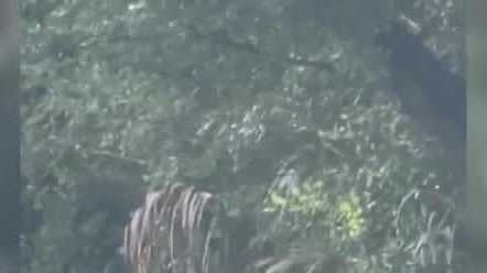 Monkey spotted in Longwood backyard