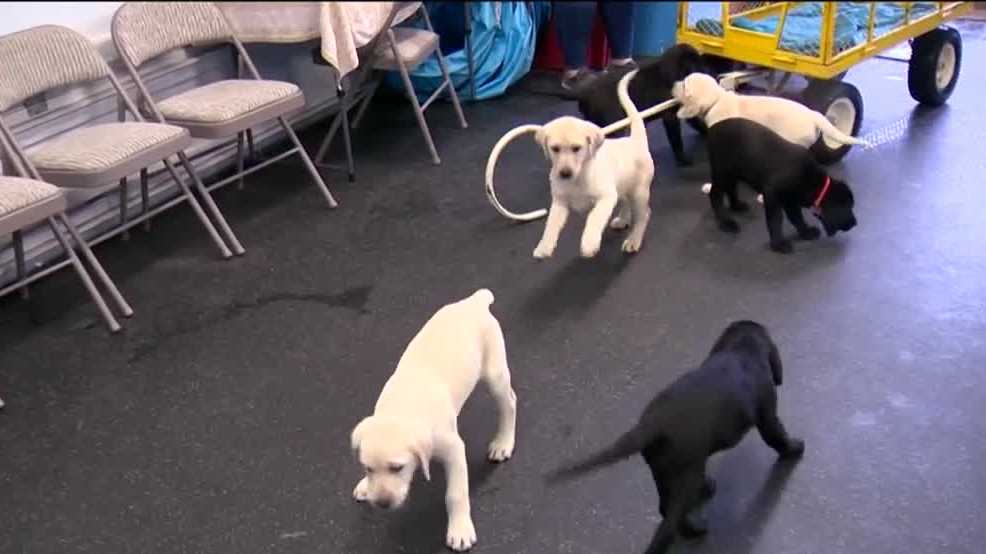 Training future service dogs: Lab puppies meet new families