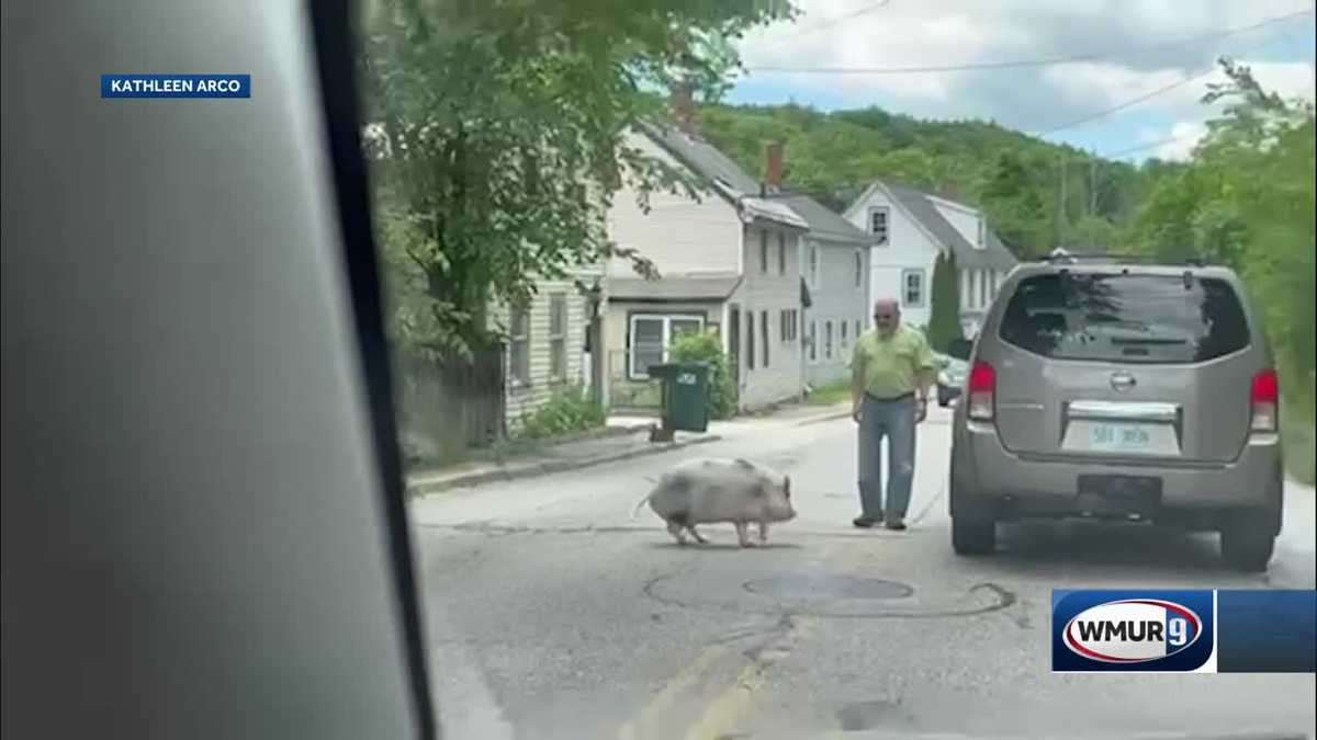 Pig spotted alone on Main Street in Wilton, New Hampshire