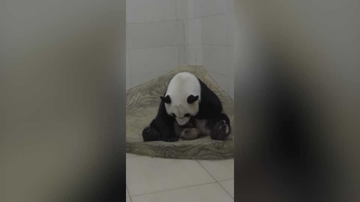 Video First Giant Panda Cub Of 2025 Born
