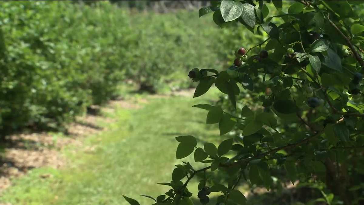 Thursday, August 3rd: Saltbox Farm