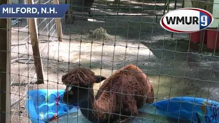 Alpaca takes a bath in Milford