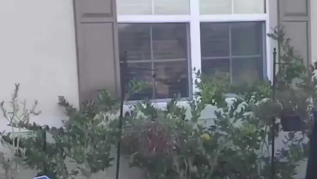 Florida: Man captures gator using trash bin, then releases it