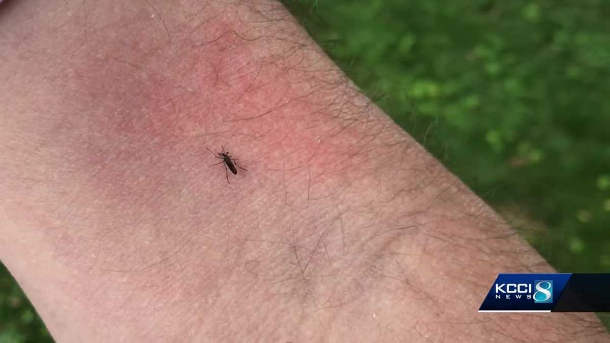 Keep swatting: Mosquito spraying efforts delayed due to weather