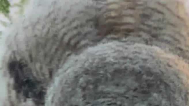 Watch: Inquisitive owl hangs out on woman's fence in Dixon