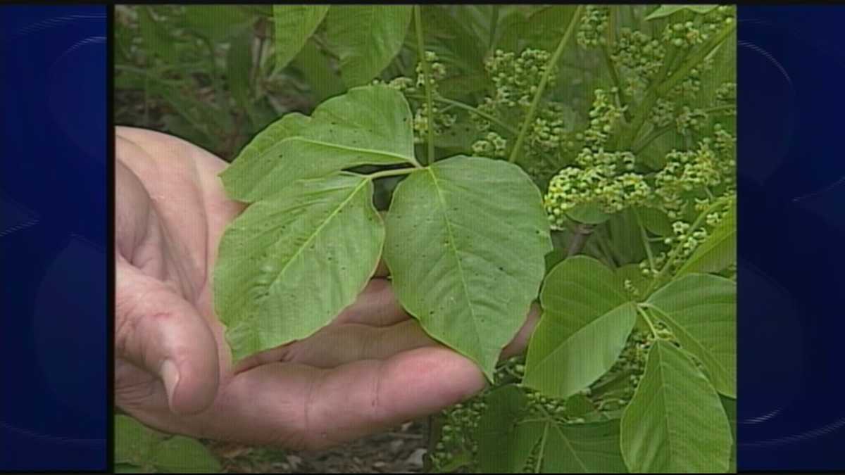 Wild Moments: How to spot poison ivy