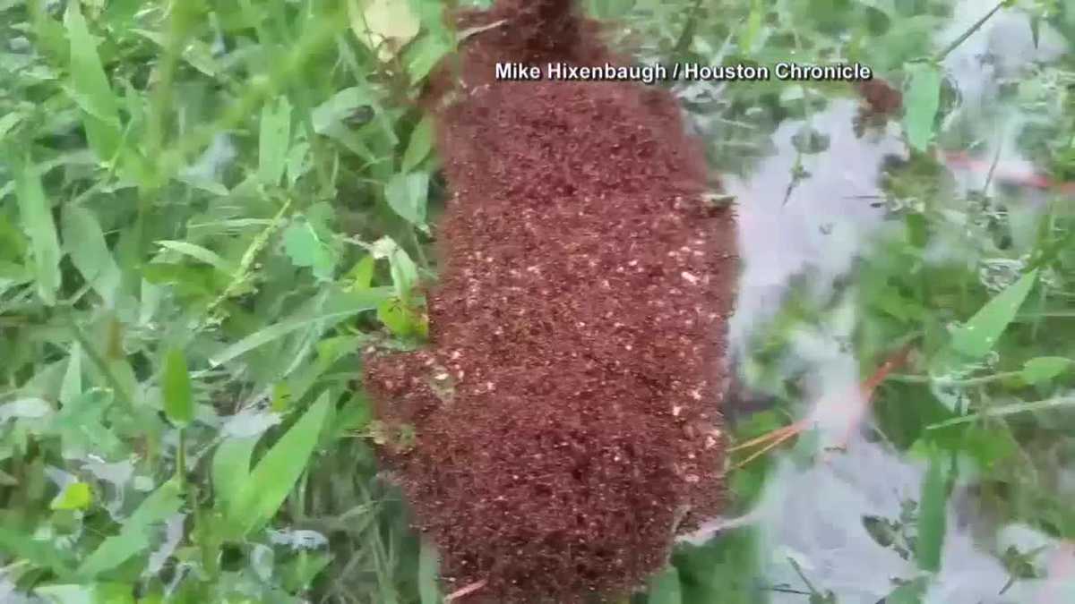 Video: Fire ants converge in Houston flood waters
