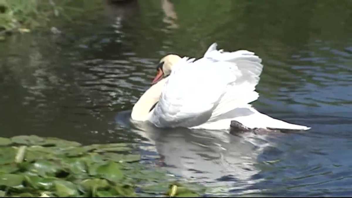 Santa Cruz swan ruffles feathers