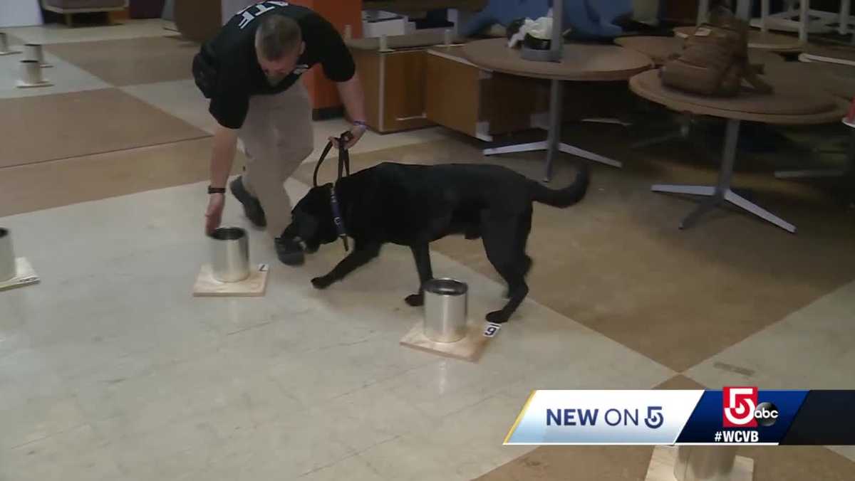 Explosive-sniffing K9s undergo intense training in ATF drills