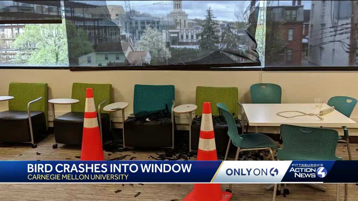 Bird crashes into window at Carnegie Mellon University in Pittsburgh