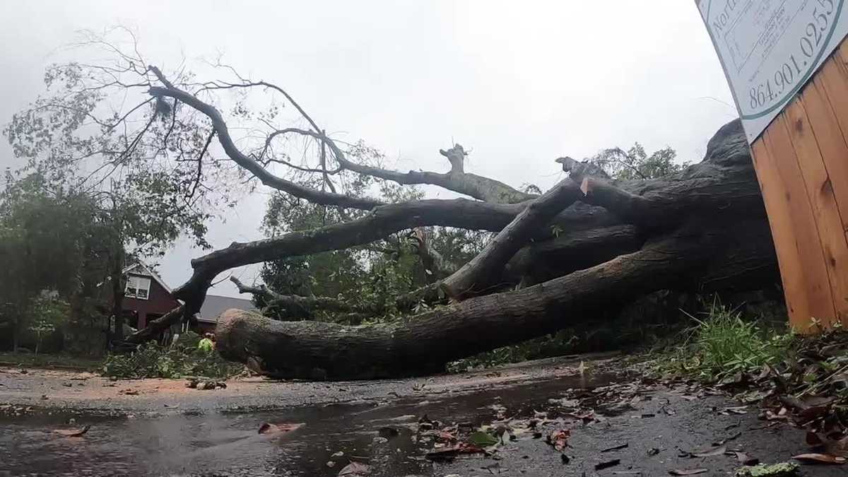 Tropical Storm Michael snaps trees in Greenville
