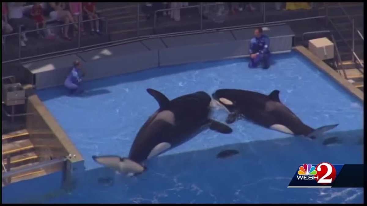SeaWorld investigation could lead to fines