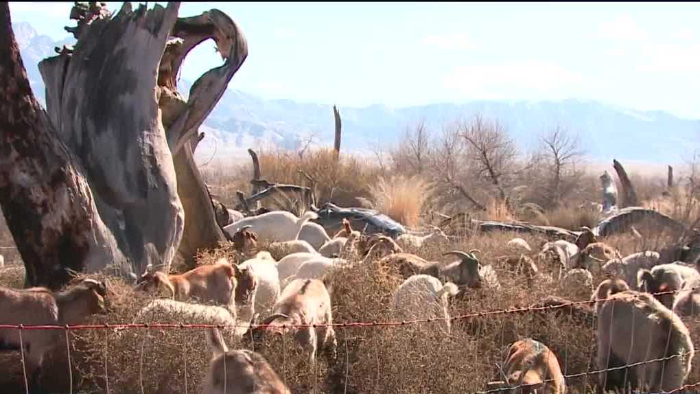 Chewing away the 'baaaad' stuff one acre at a time