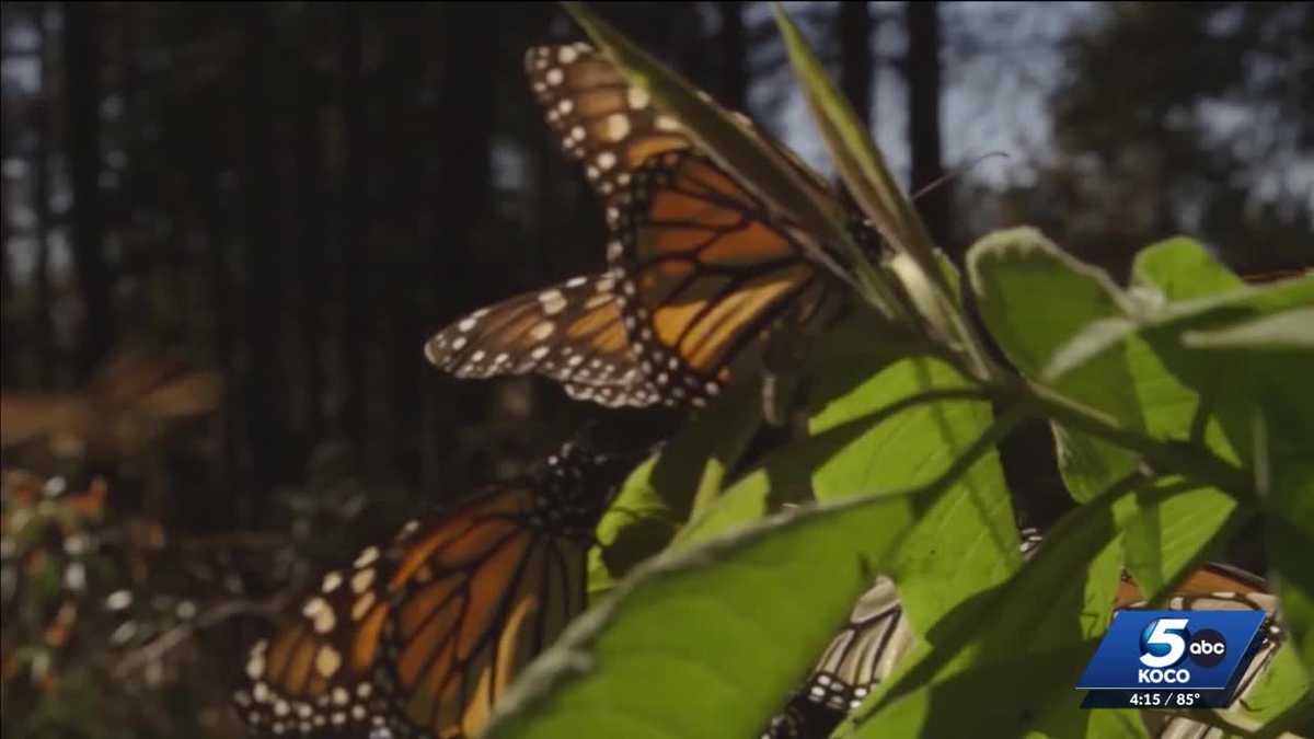 Monarch butterflies migrate through Oklahoma with new tracking technology