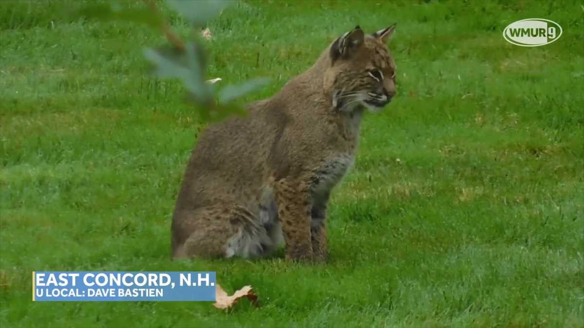 Bobcat on the prowl in East Concord, NH backyard