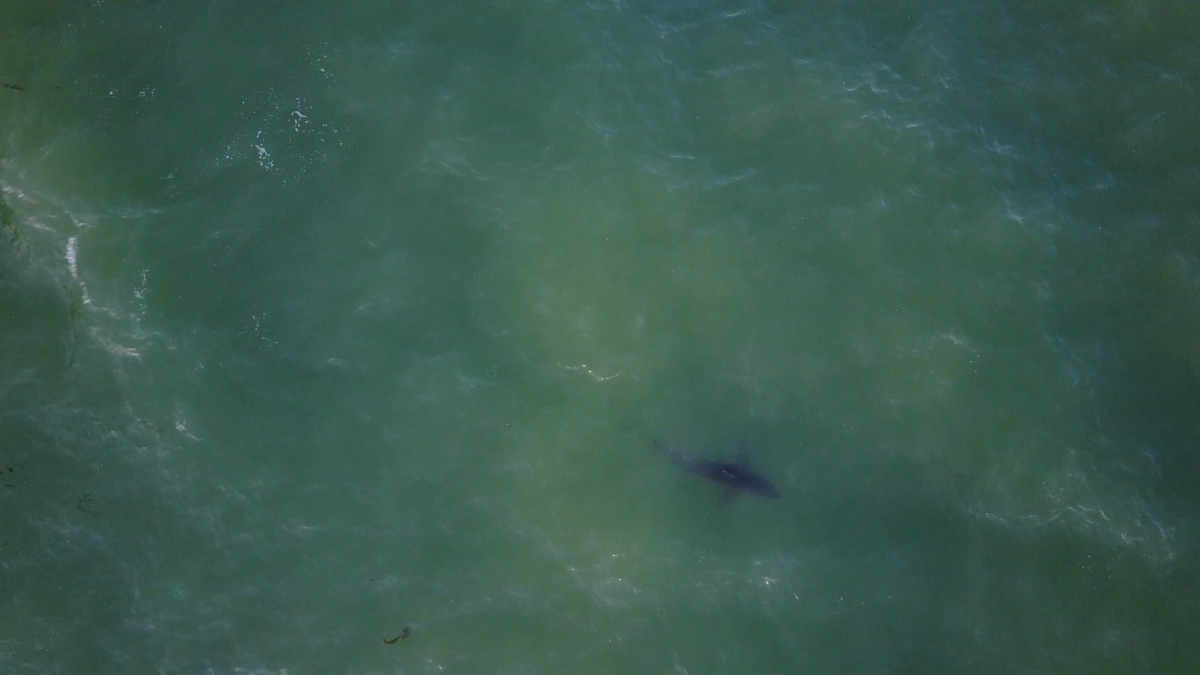 Raw Video: Great white shark swims near beach in Capitola