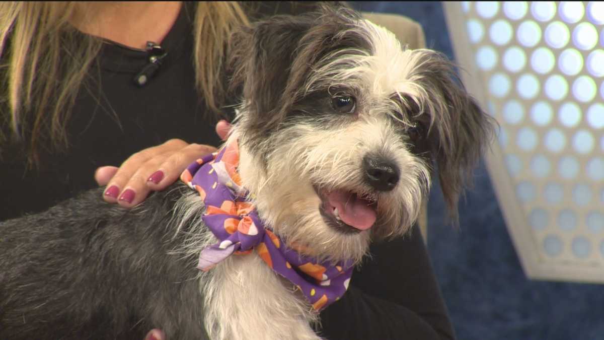 SPCA adopt a pet