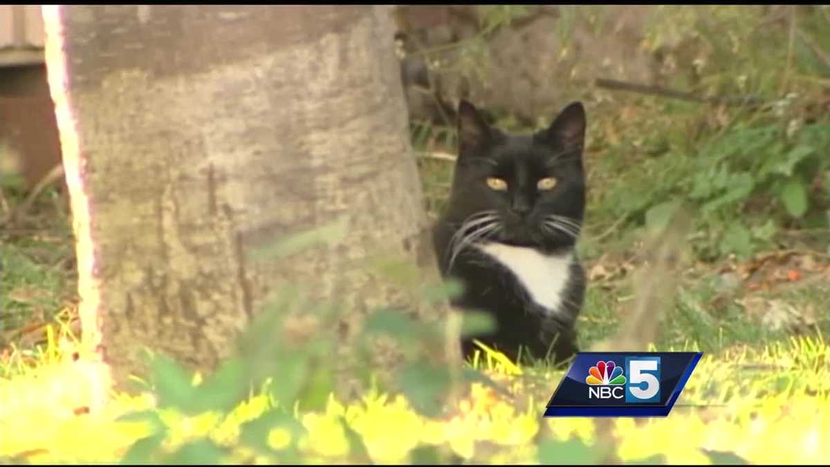 2 Plattsburgh organizations work to control feral, stray cat populations