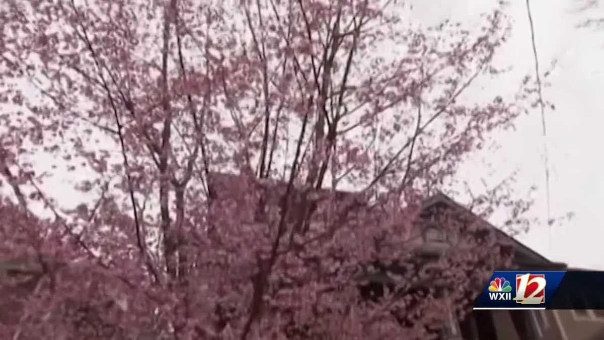 Changing weather has many in the Piedmont Triad battling allergies ...