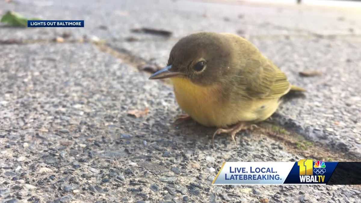 Group working to make city 'bird-safe' ahead of migration months