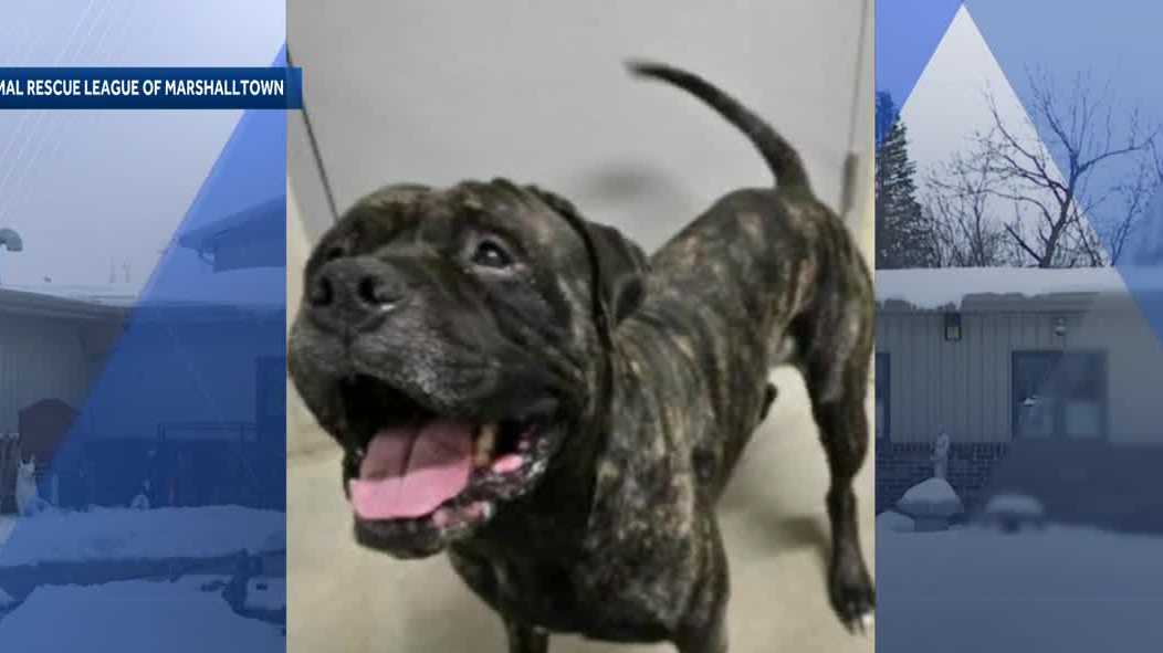 Iowa crime: Dog stolen from Marshalltown animal shelter prompts urgent ...