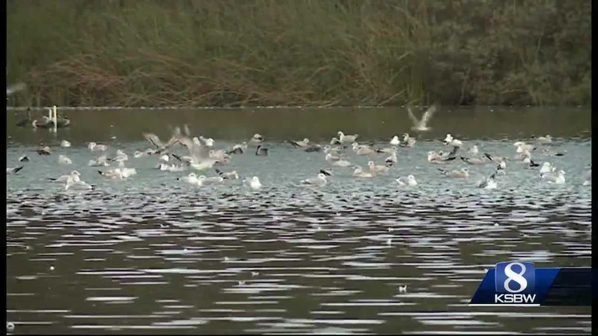 Roberts Lake in Seaside could get an island that will help a special ...
