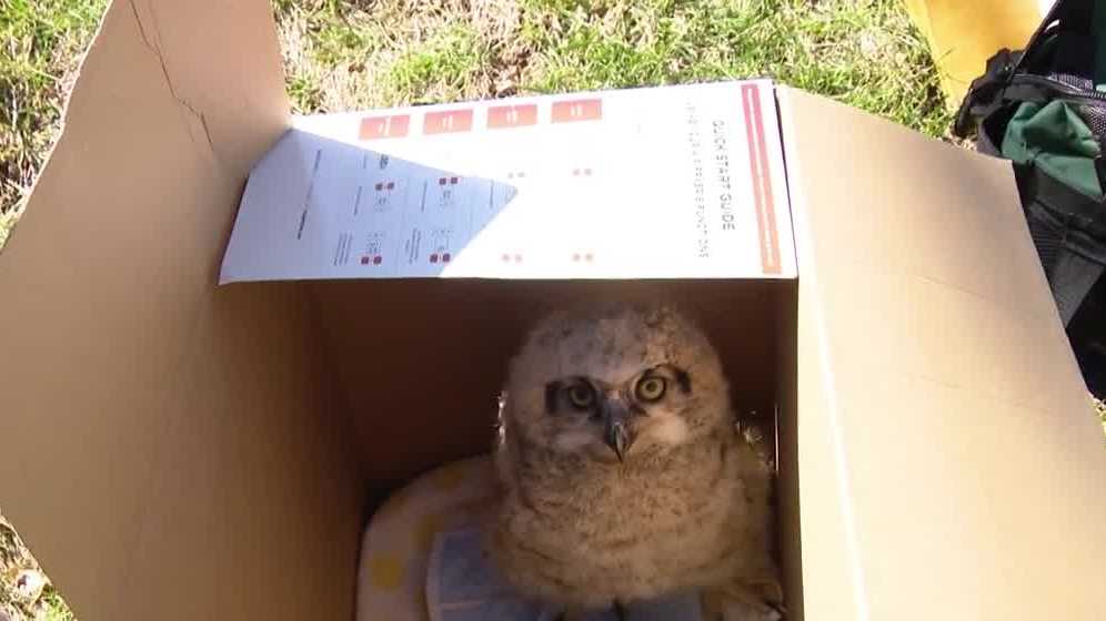 Lincoln raptor rescue hopes owlet is adopted