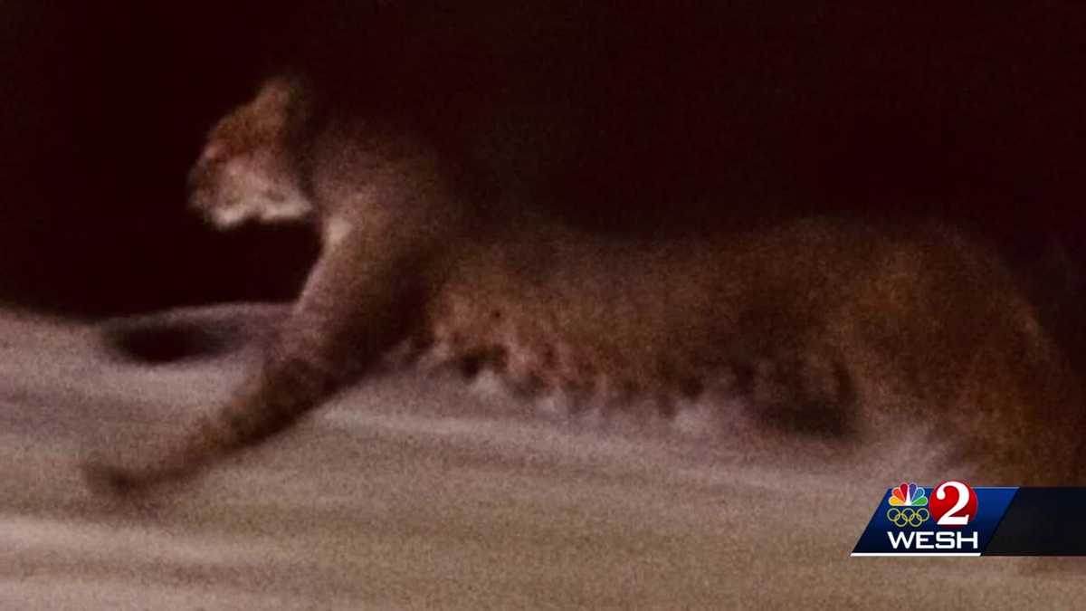 Picture of bobcat has The Villages thinking it's a Florida panther