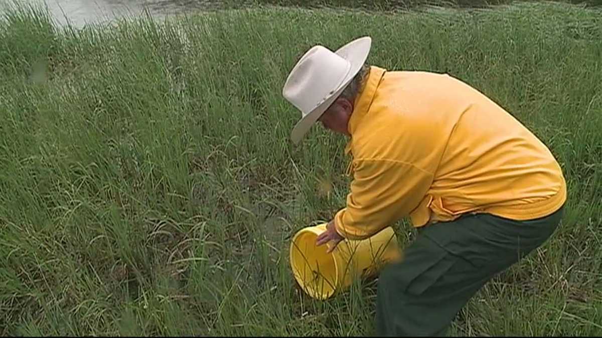Experiment tests frogs in familiar habitat