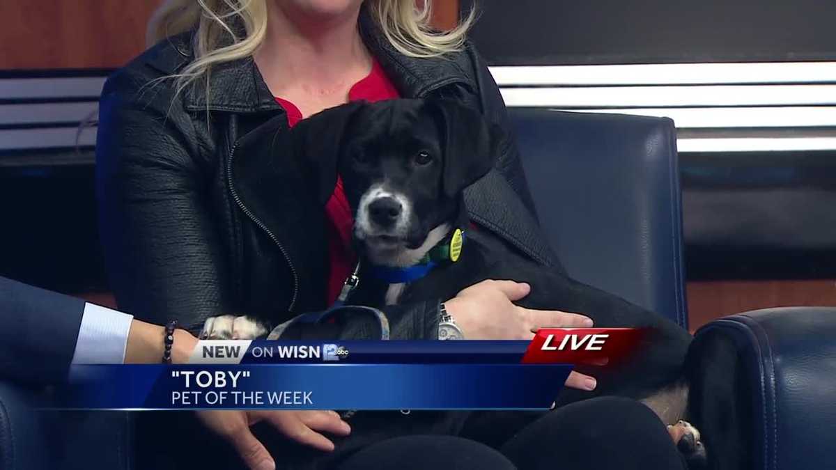 04/02 Pet of the Week: Toby